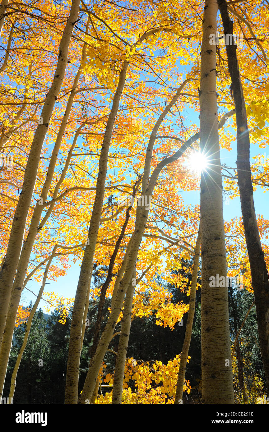 A cluster of shimmering yellow Aspen highlight the arrival of autumn in ...