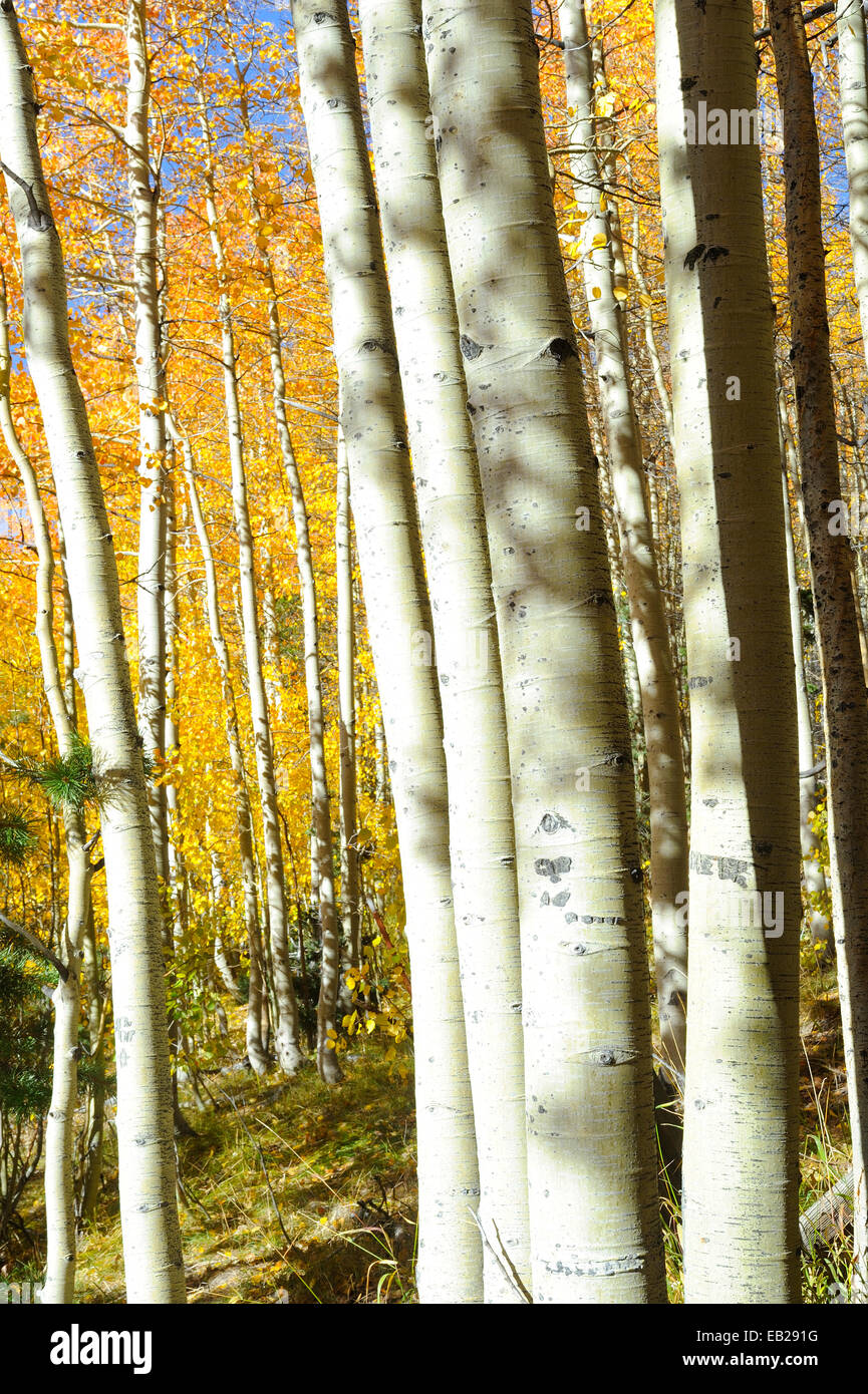 A close-up of white trunks of shimmering yellow Aspen in the Sierra ...