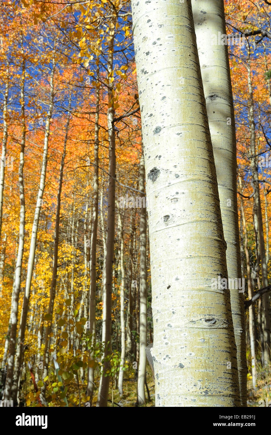 Aspen trees detail hi-res stock photography and images - Alamy