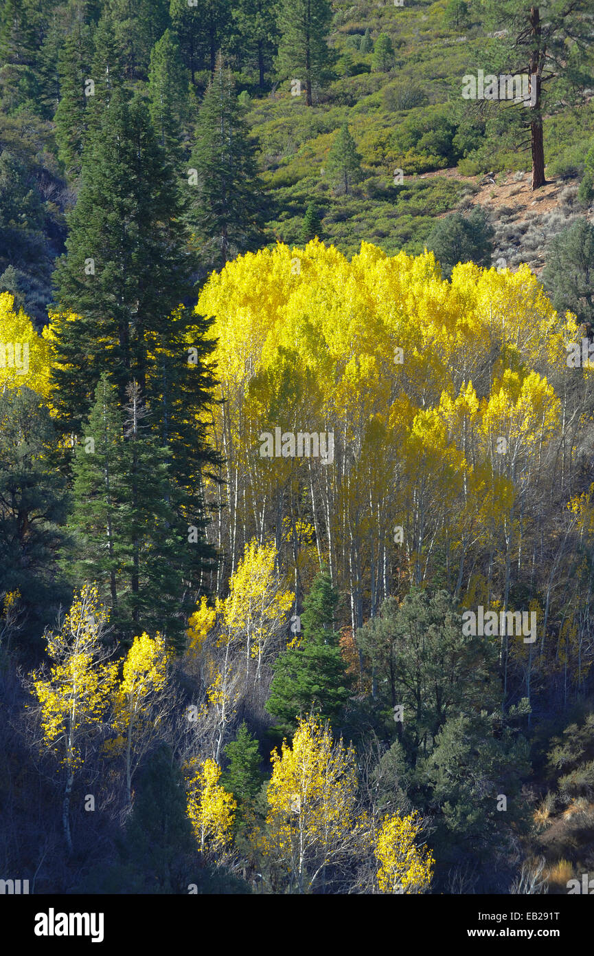 A pine tree set next to a shimmering yellow Aspen grove showcase the ...