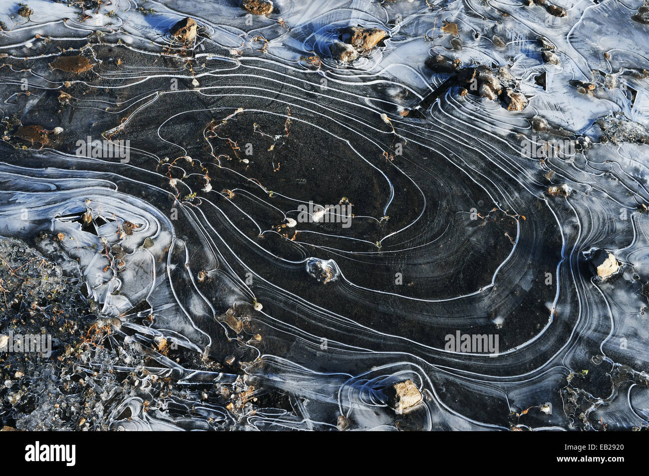 Icy layers swirl around a frozen puddle in the early morning frost ...