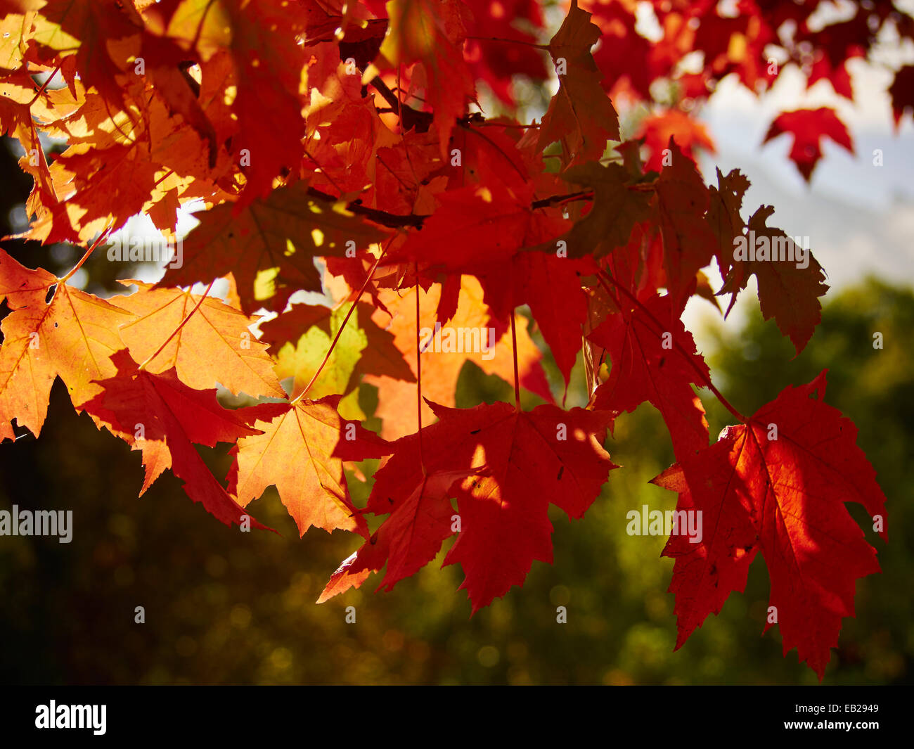 Orange color leaves hi-res stock photography and images - Alamy
