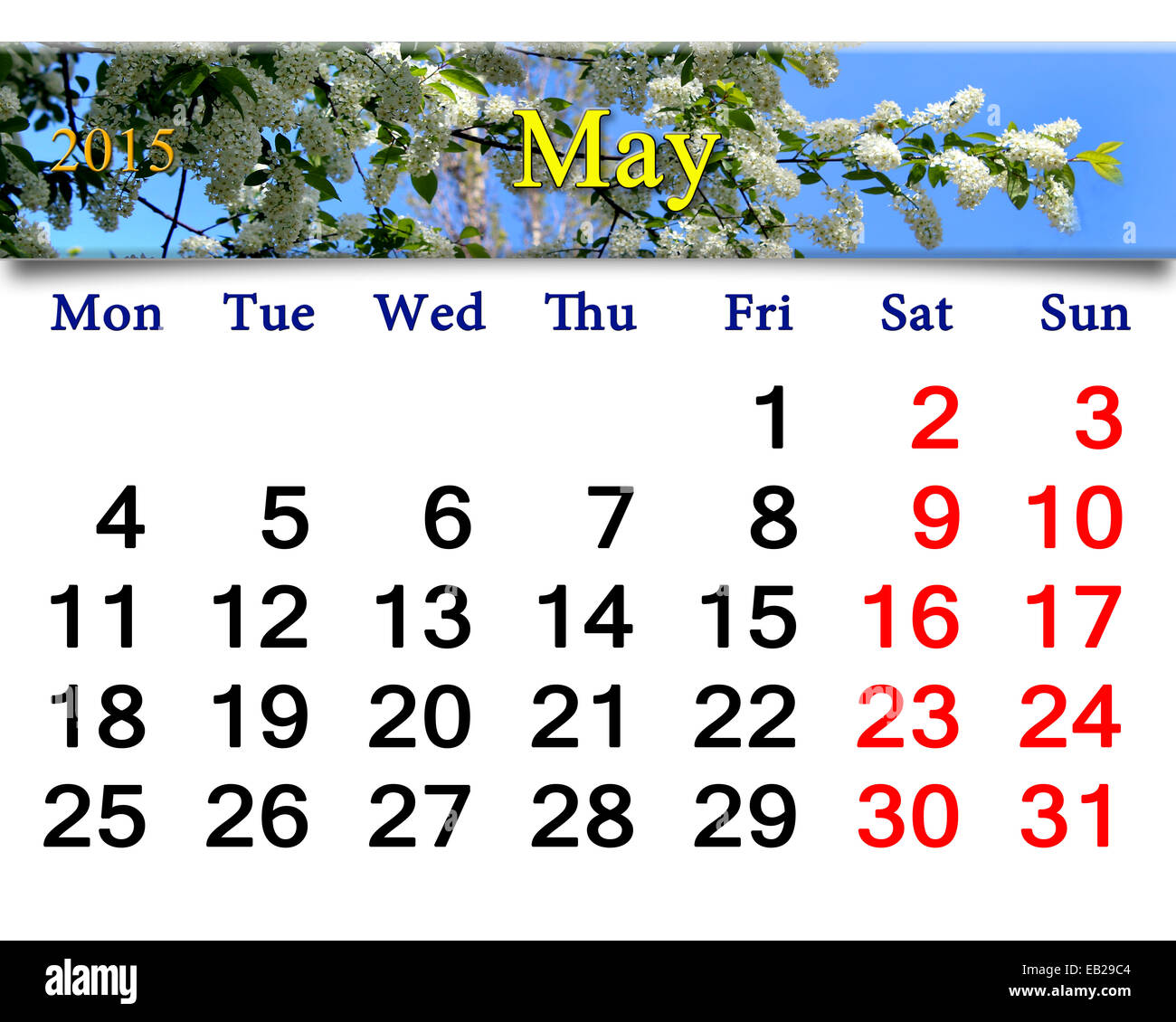 calendar for May of 2015 year on the background of spring bird cherry ...