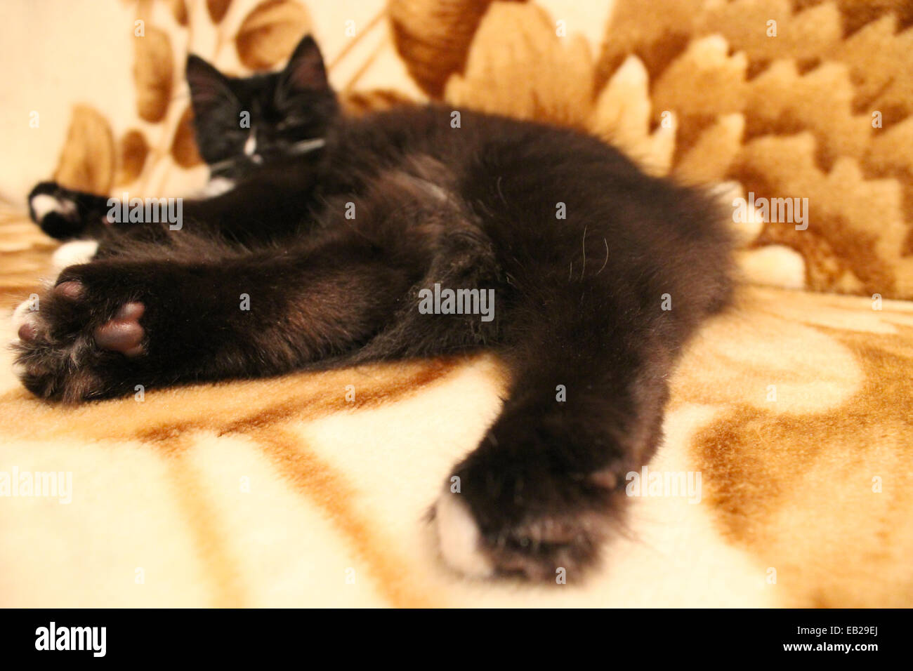 Big cat bed hi-res stock photography and images - Alamy