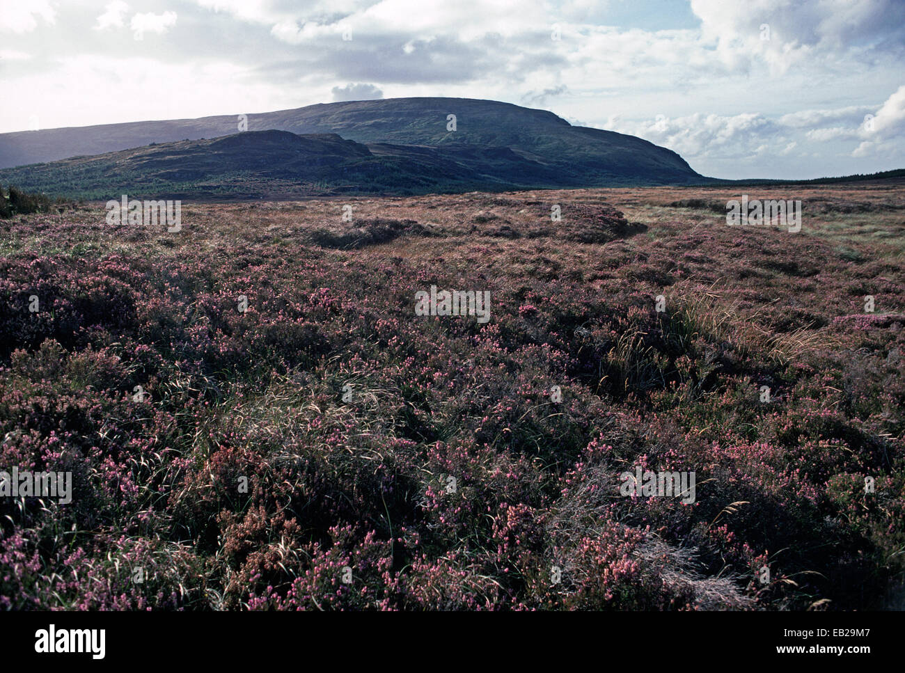 Heather hart hi-res stock photography and images - Alamy