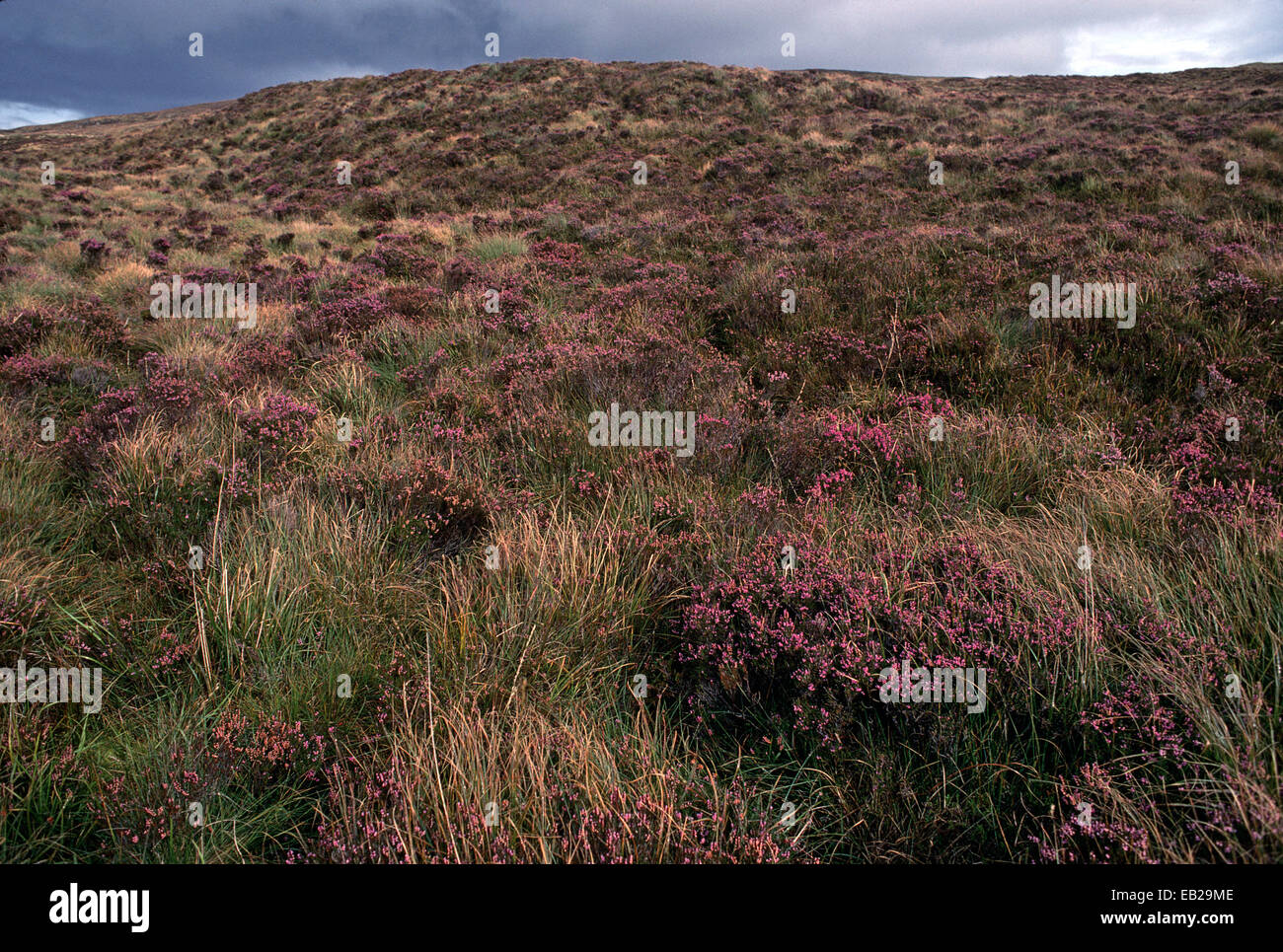 HEATHER ON OX MOUNTAINS, COUNTY SLIGO, IRELAND. HAWK'S WELL, HAWK'S ...