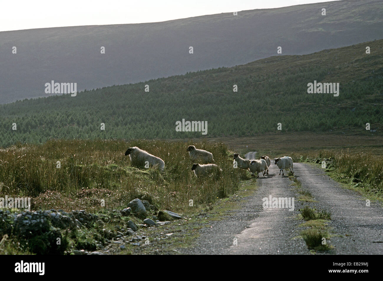 SHEEP ON MOUNTAIN TRACK IN OX MOUNTAINS, COUNTY SLIGO, IRELAND. HAWK'S ...