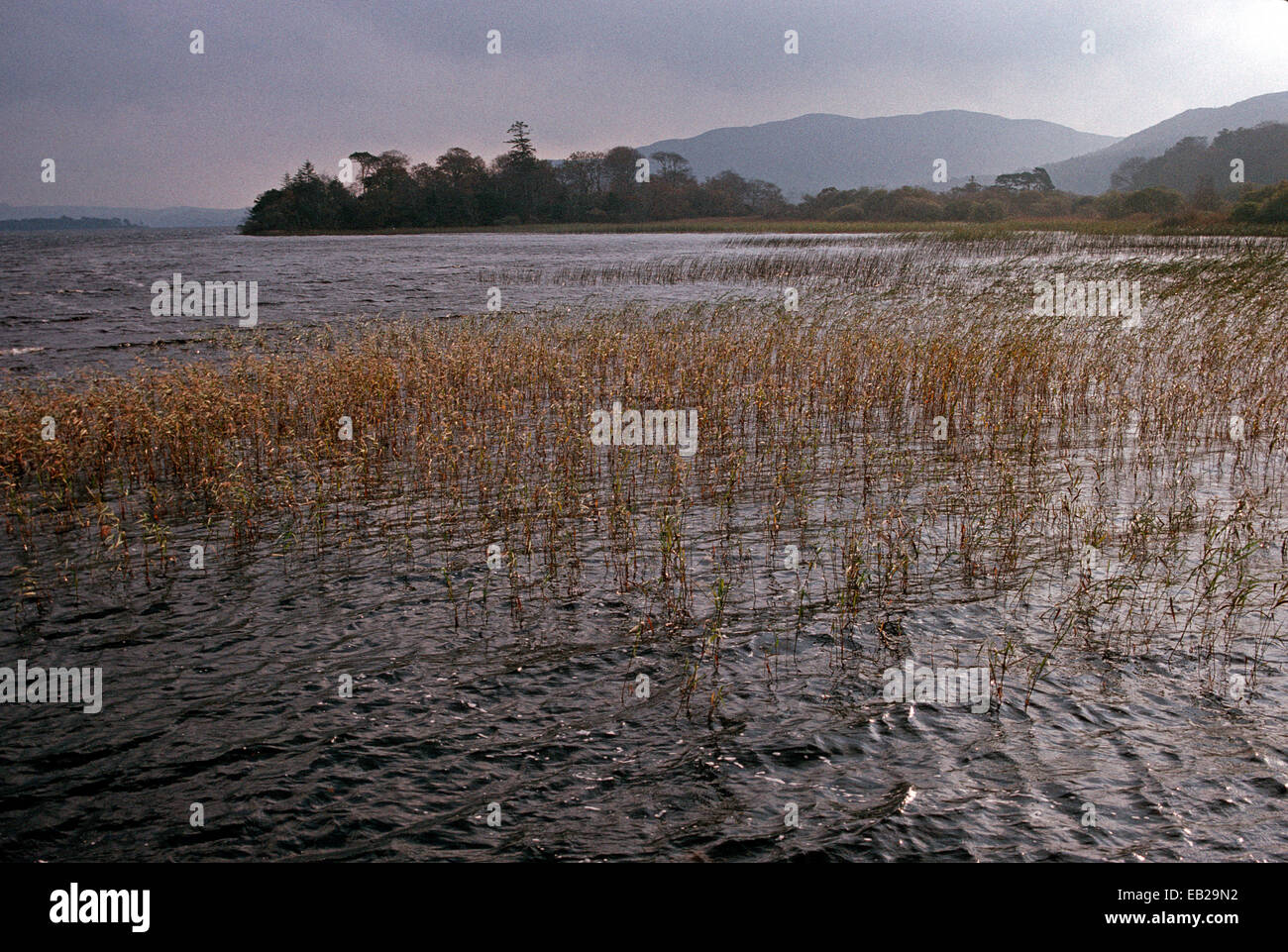 EVENING LIGHT ON LOUGH GILL AND THE OX MOUNTAINS, COUNTY SLIGO, IRELAND ...