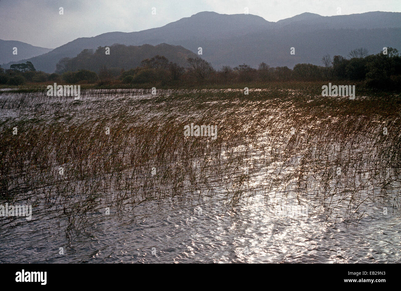 EVENING LIGHT ON LOUGH GILL AND THE OX MOUNTAINS, COUNTY SLIGO, IRELAND ...