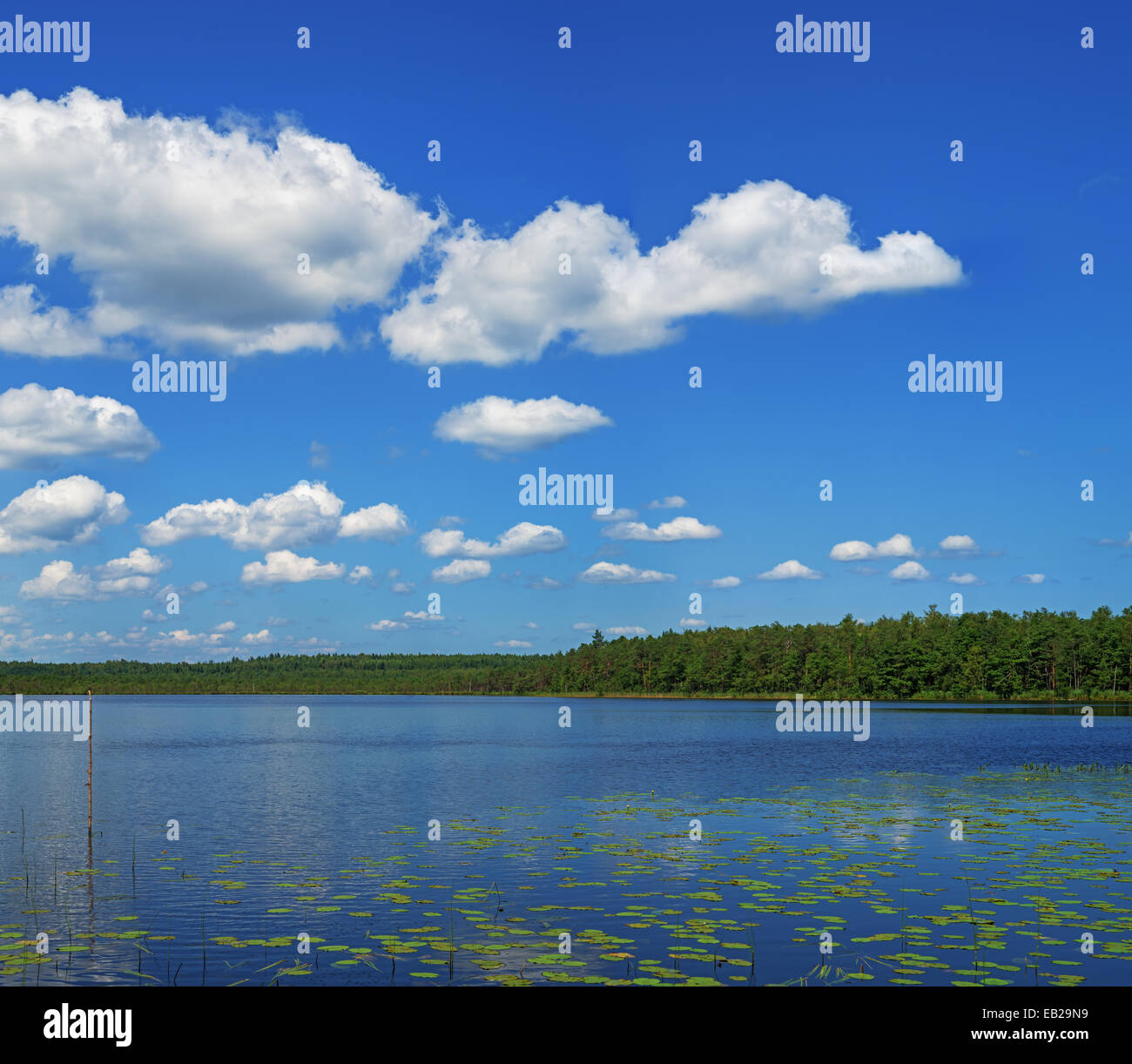 Summer lake landscape. Panorama Stock Photo - Alamy
