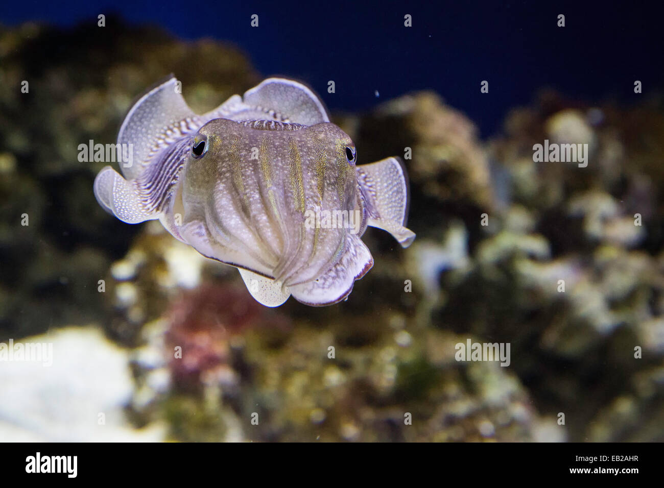 Fish swimming in tank at Monterey Bay Aquarium, California, USA Stock ...