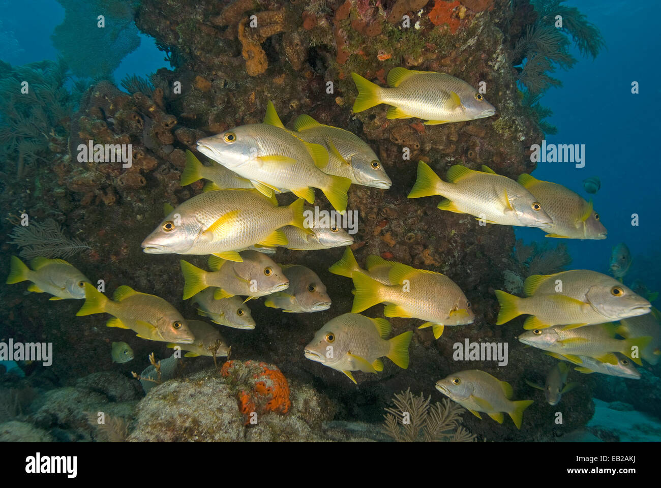 Tropical fish swimming at Key Largo Coral Reef Stock Photo - Alamy