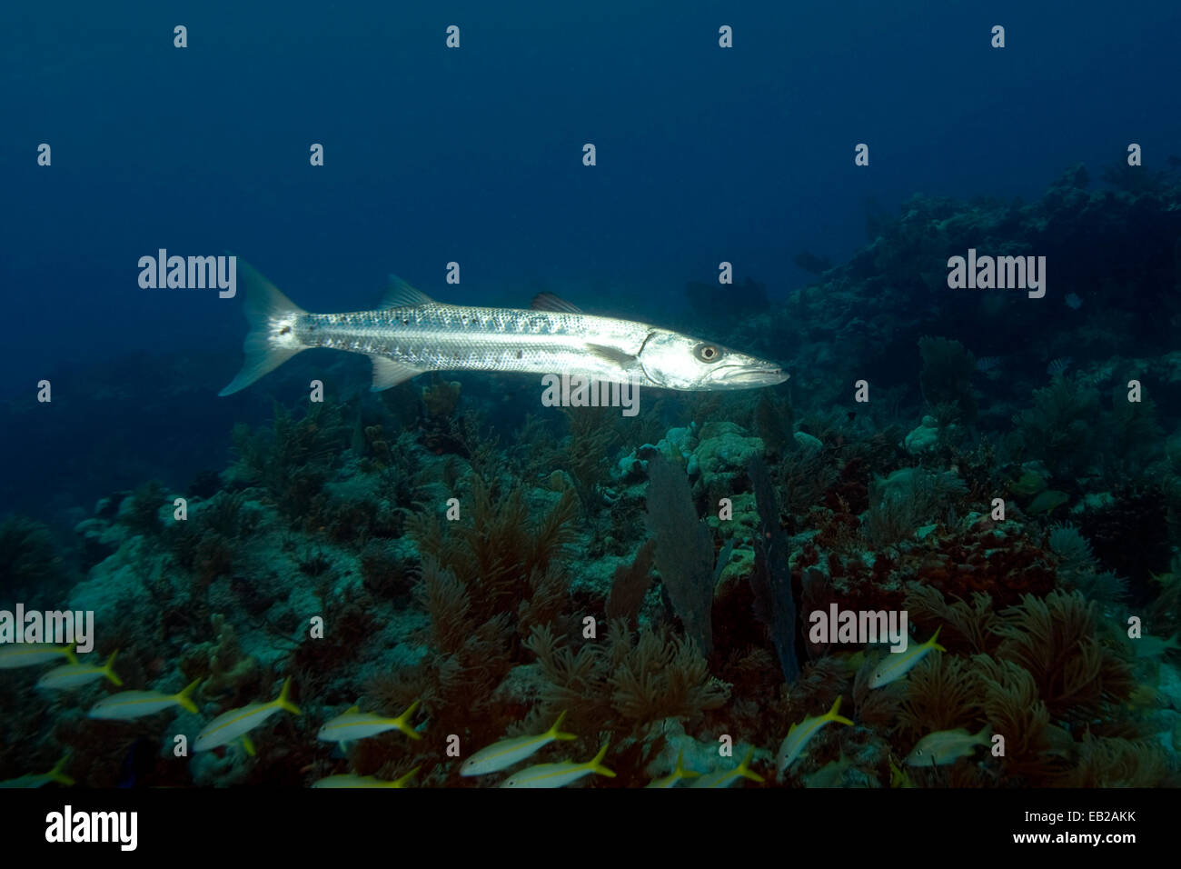Tropical Barracuda fish swimming at Key Largo Coral Reef Stock Photo ...