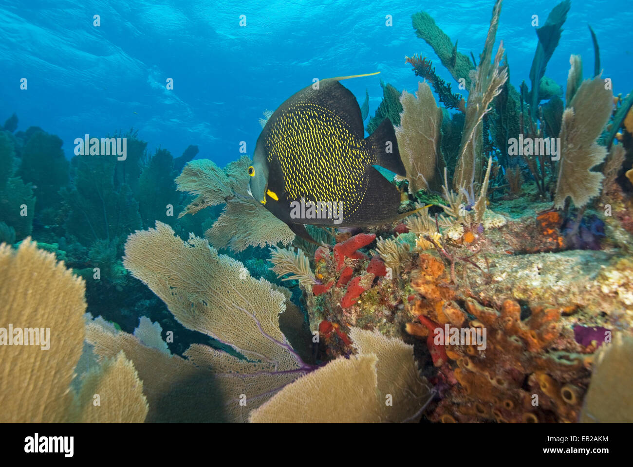 Underwater Reef Fish at Key Largo Colorful Coral Reef Stock Photo - Alamy