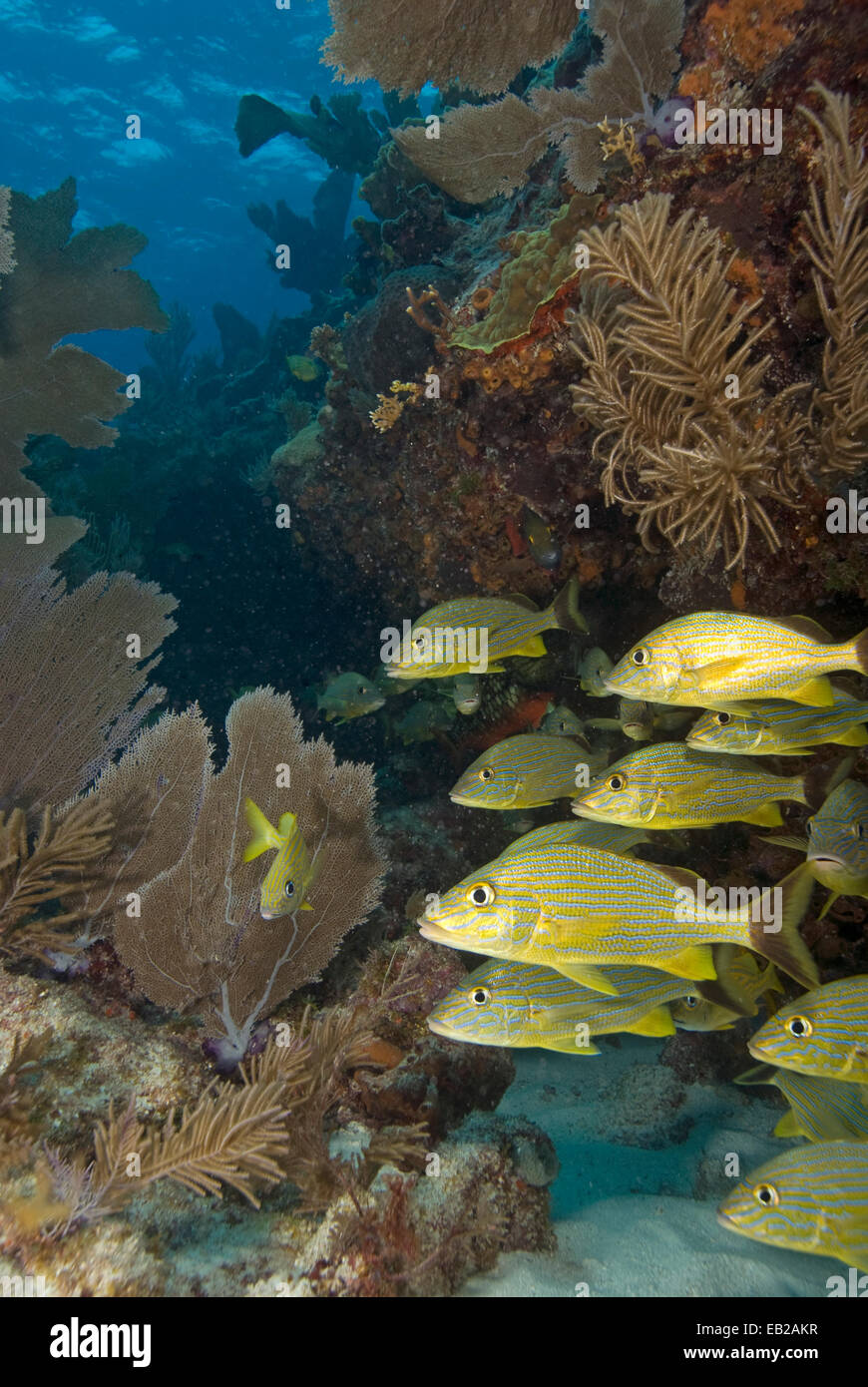 Underwater Reef Fish at Key Largo Colorful Coral Reef Stock Photo - Alamy