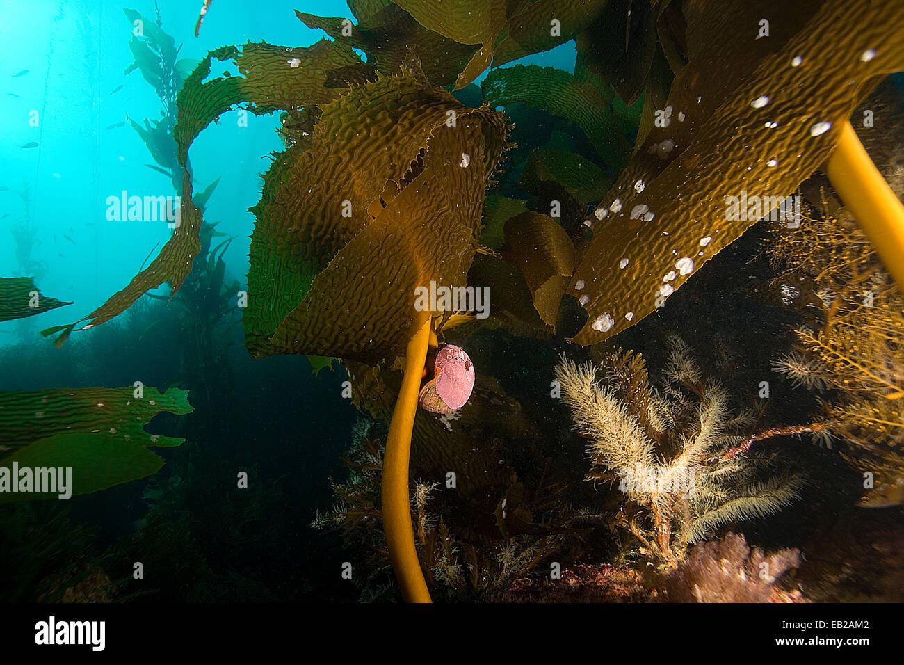 Underwater Sea Snail on Kelp at California Kelp Forest Stock Photo - Alamy