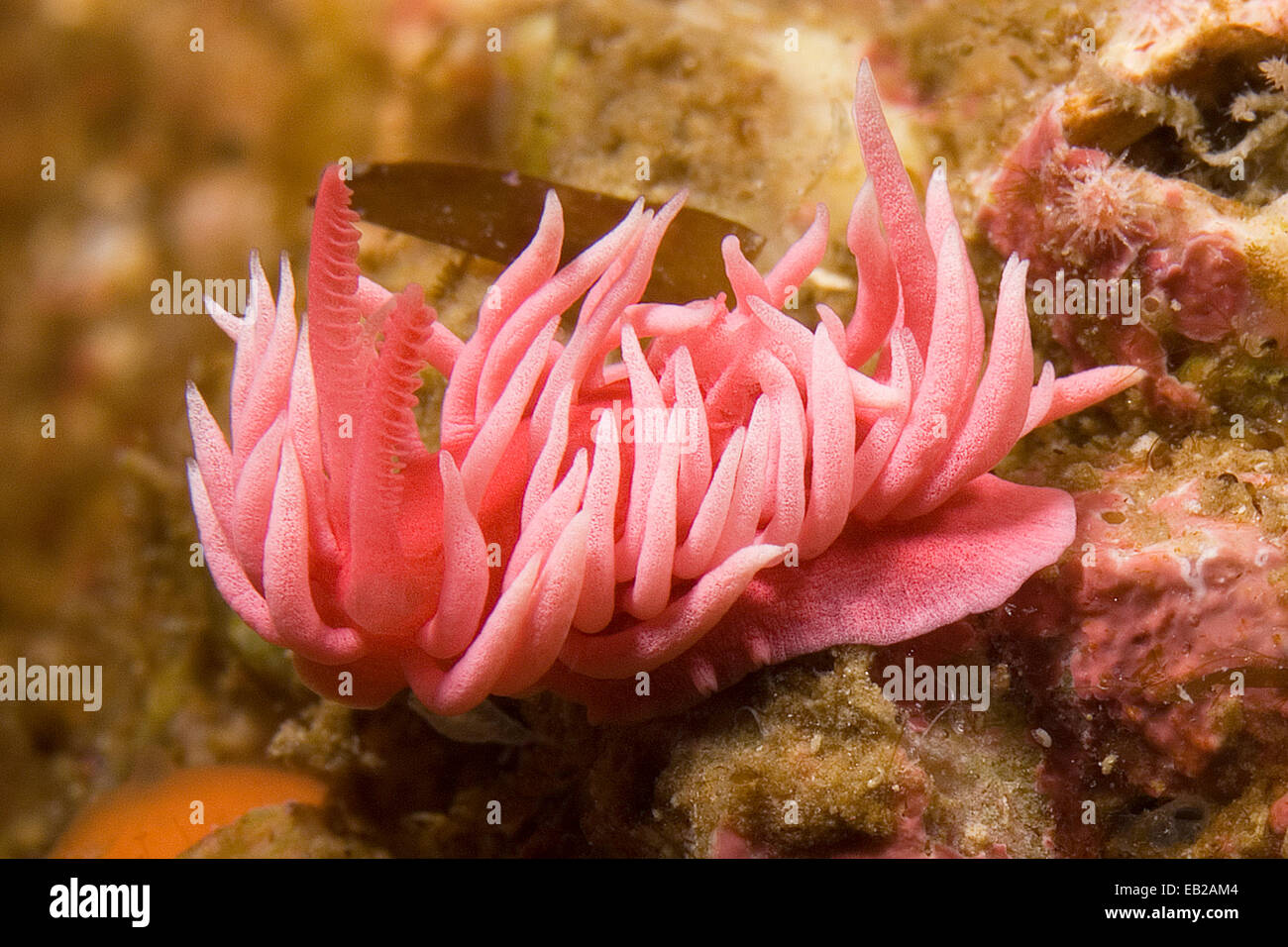 Underwater Pink Nudibranch at California Reef Stock Photo - Alamy