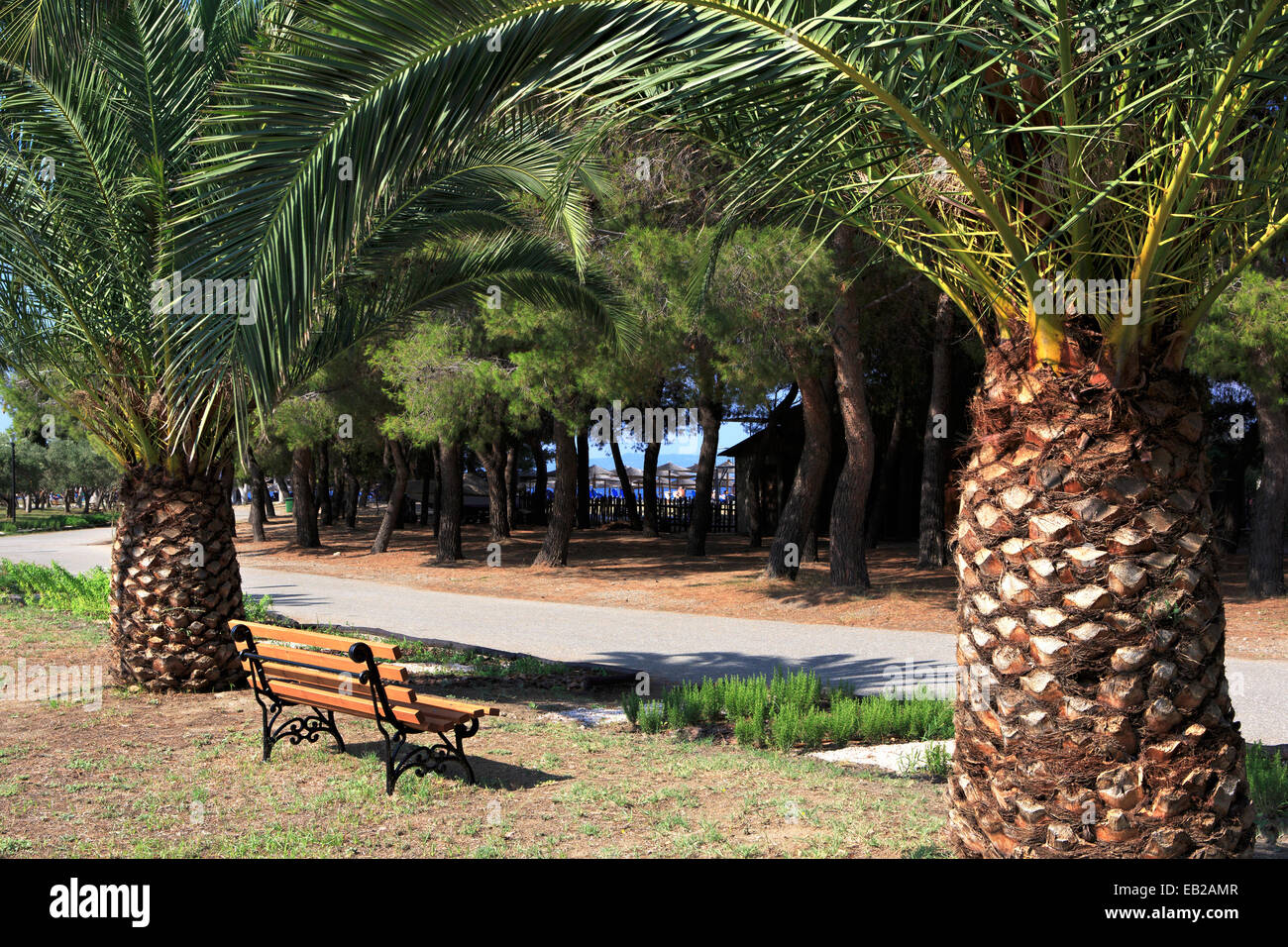 Palm trees and bench Stock Photo - Alamy