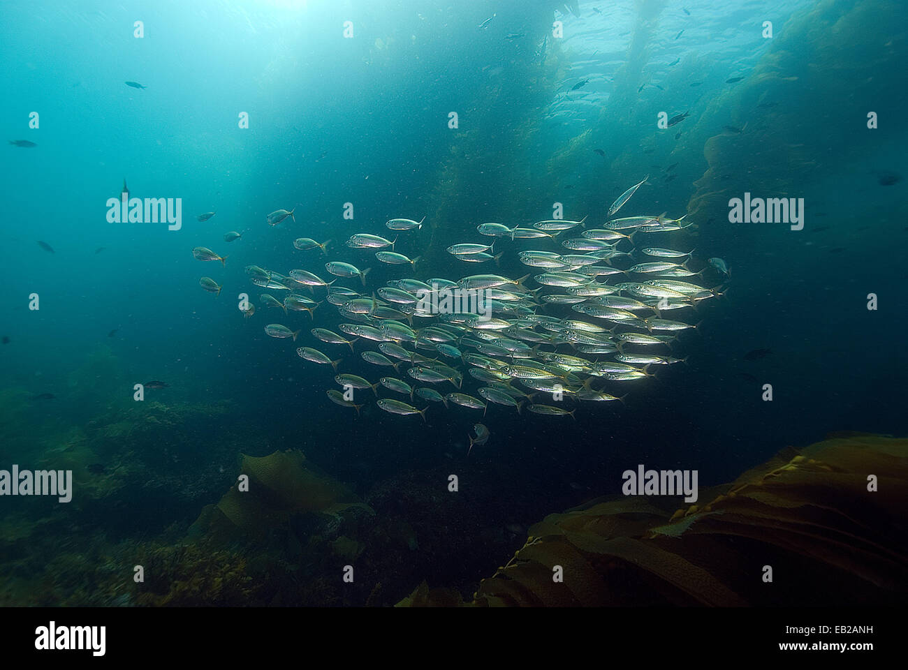Sardine fish School swimming at California Reef Stock Photo - Alamy