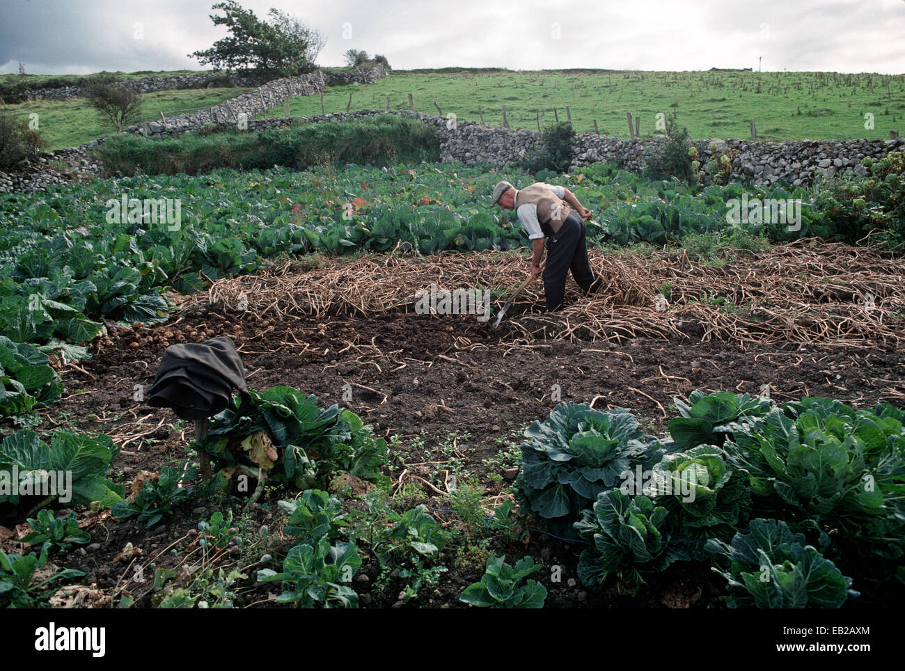 DIGGING POTATOES IN COUNTY SLIGO, W.B.YEATS COUNTRY, COUNTY SLIGO ...