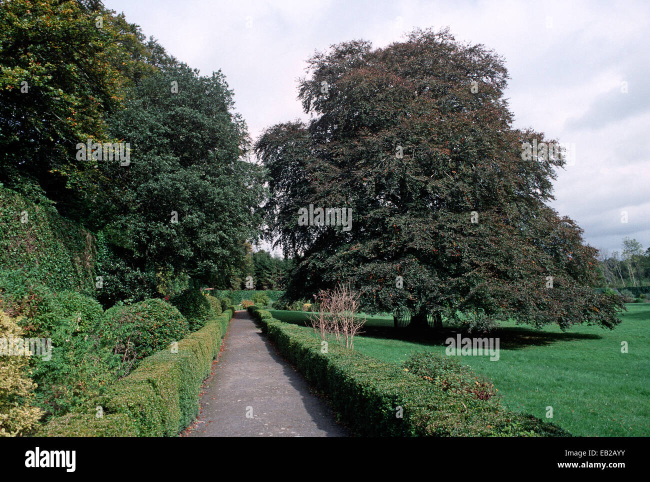 Coole park autograph tree hi-res stock photography and images - Alamy