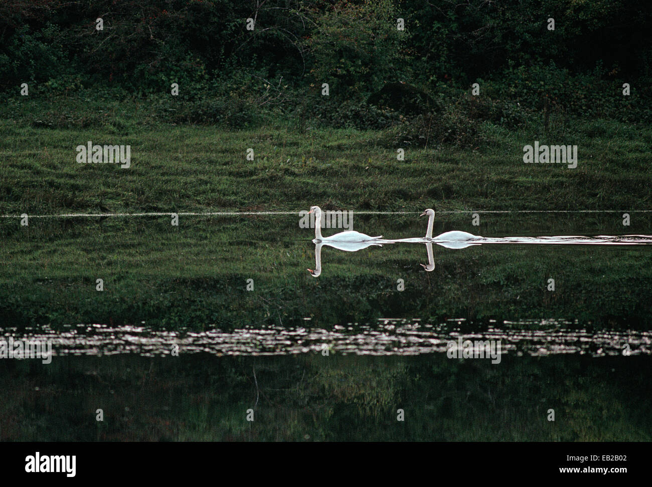 THE SWANS OF COOLE PARK FROM WILLIAM BUTLER YEATS POEM 'THE WILD SWANS ...