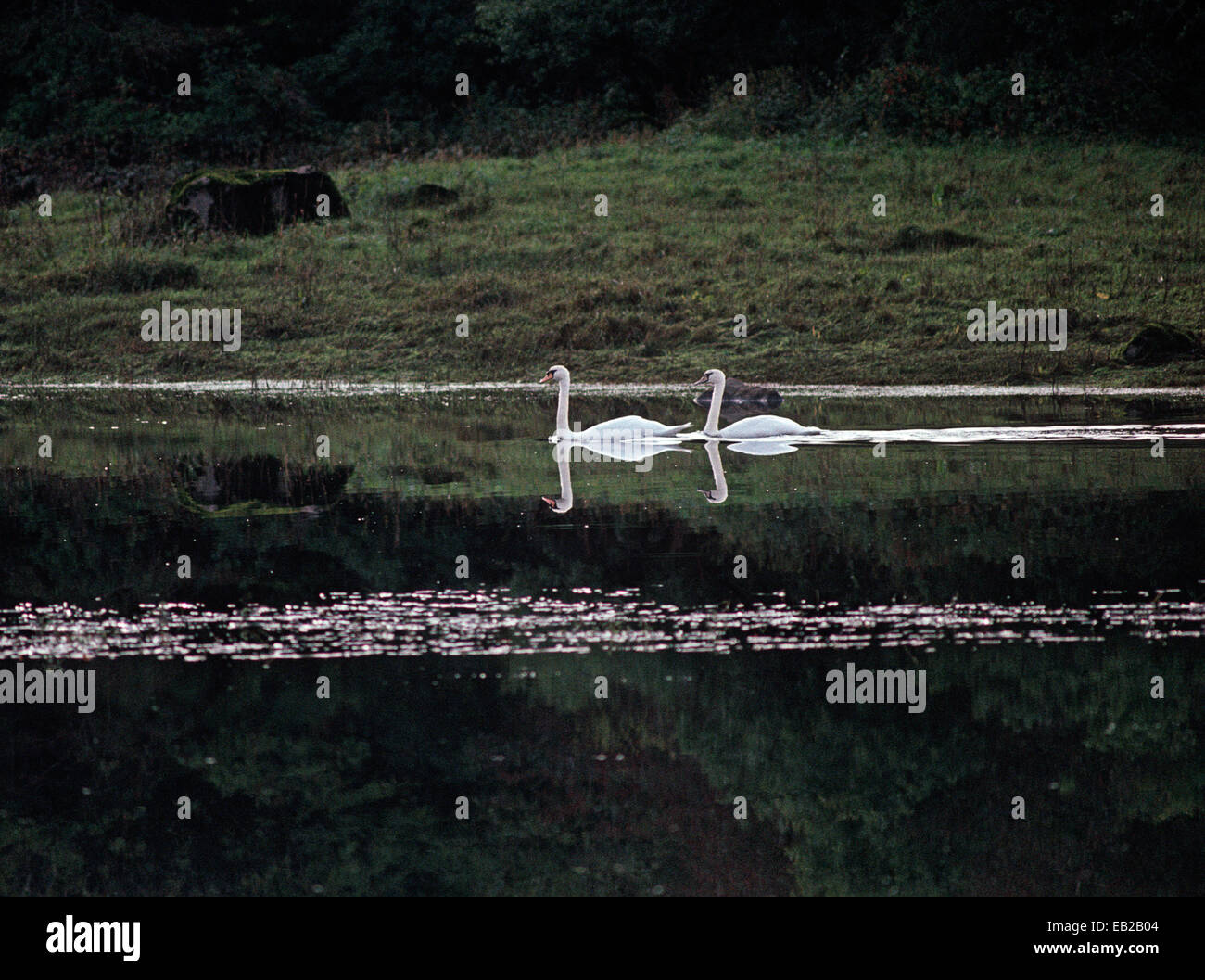 THE SWANS OF COOLE PARK FROM WILLIAM BUTLER YEATS POEM 'THE WILD SWANS ...