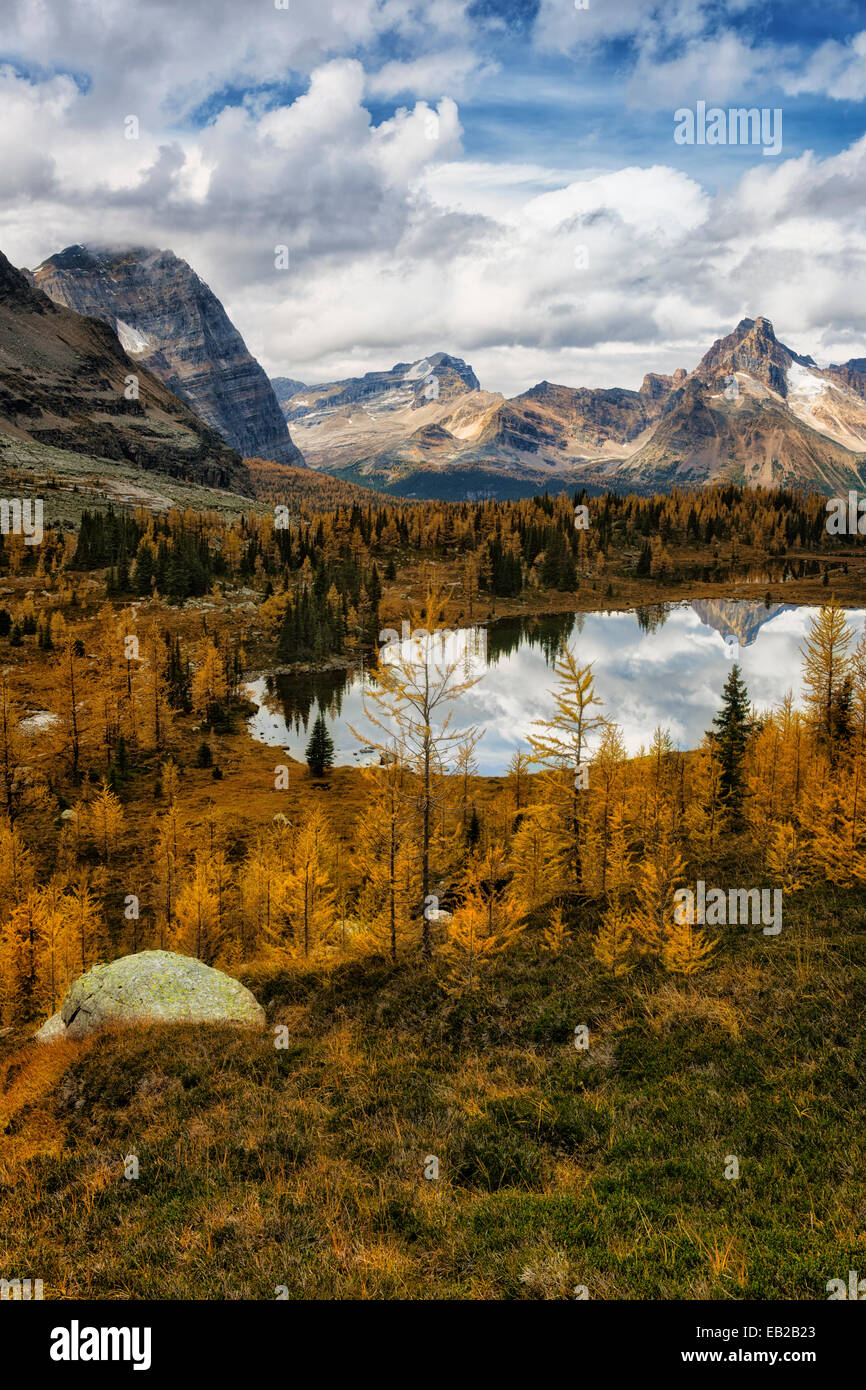 Autumn turning larch trees on the Opabin Plateau of British Columbia's ...