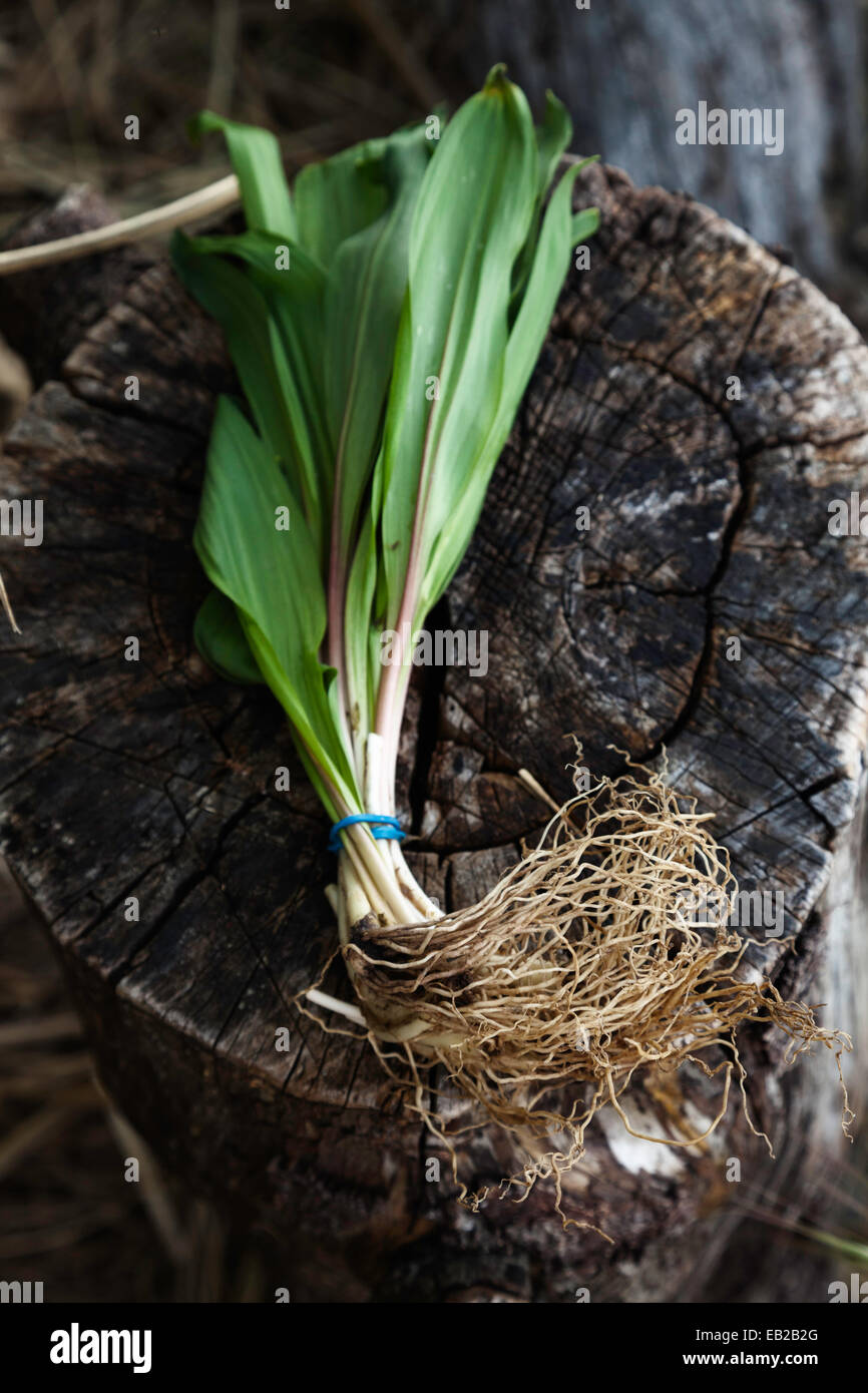 Ramps vegetable hi-res stock photography and images - Alamy