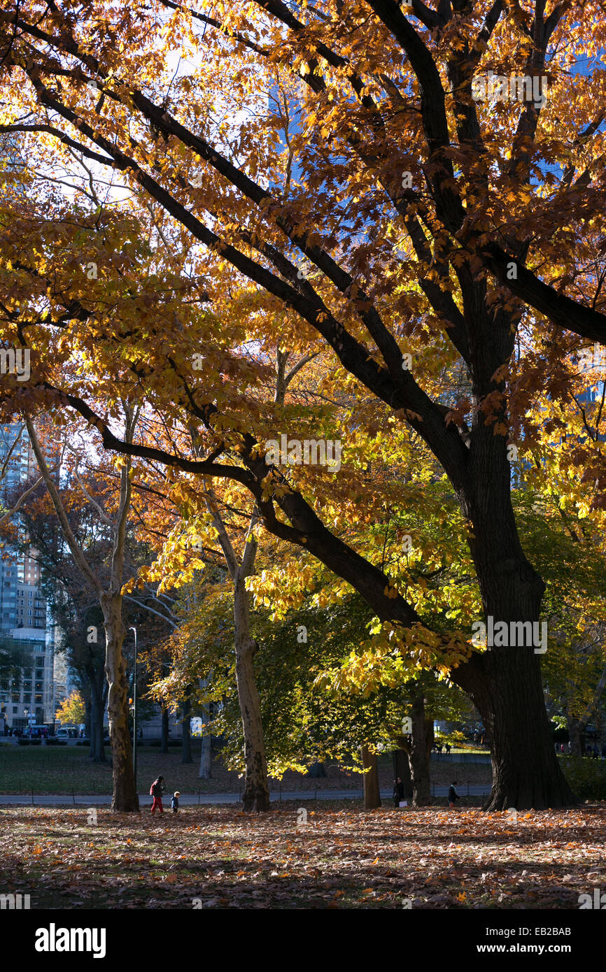 Autumn trees in Central Park, New York City Stock Photo - Alamy