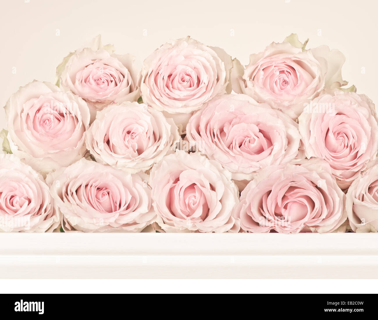 A white shelf with a dozen pink cabbage roses on it Stock Photo - Alamy