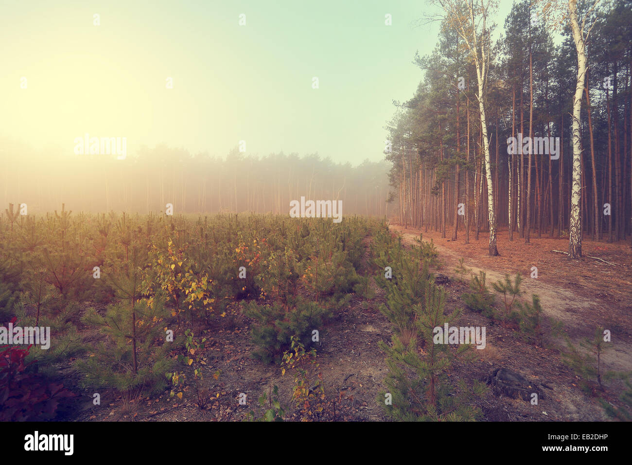 Meadow at the forest edge hi-res stock photography and images - Alamy