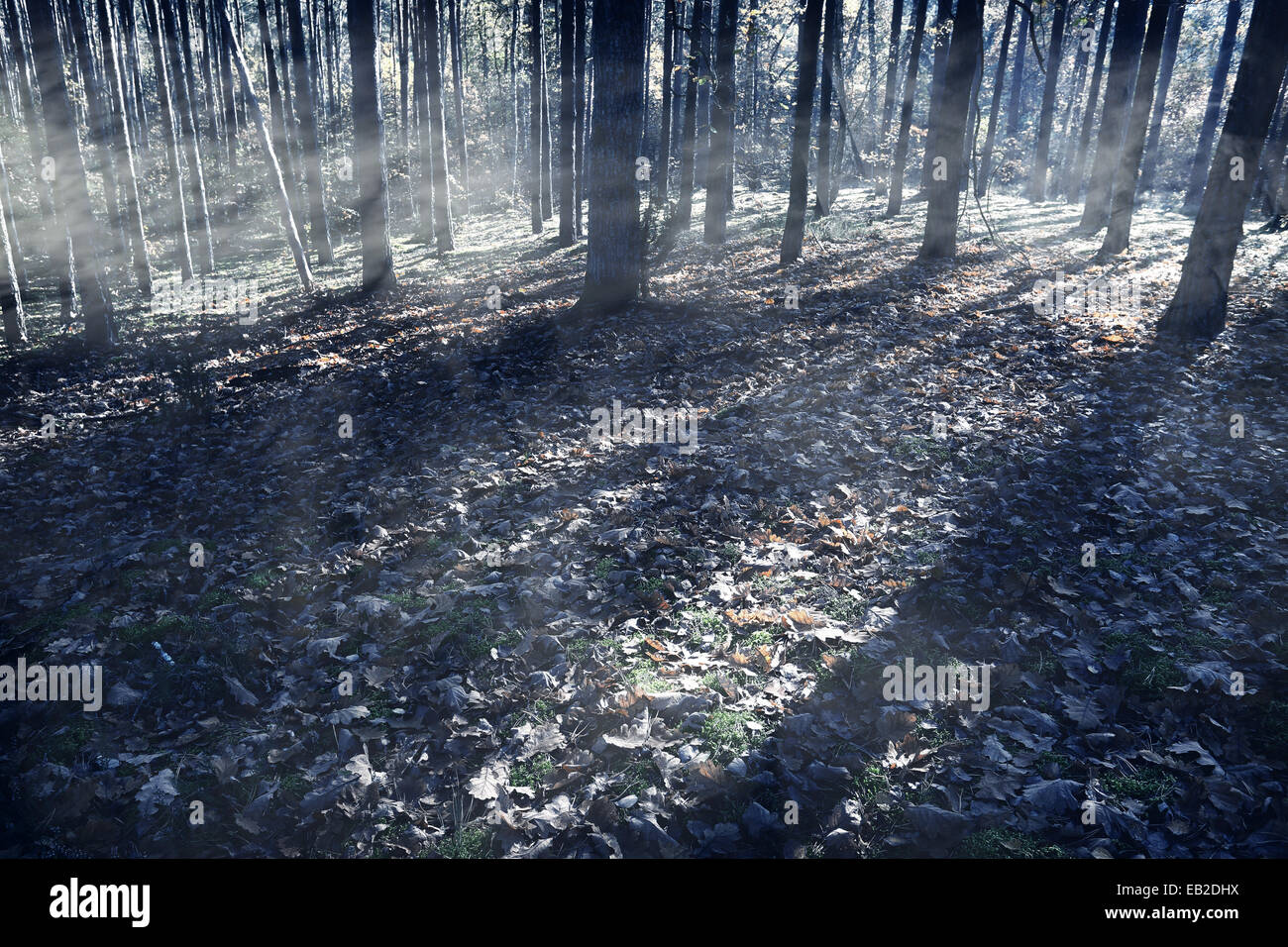 Scary haunted forest at night Stock Photo - Alamy