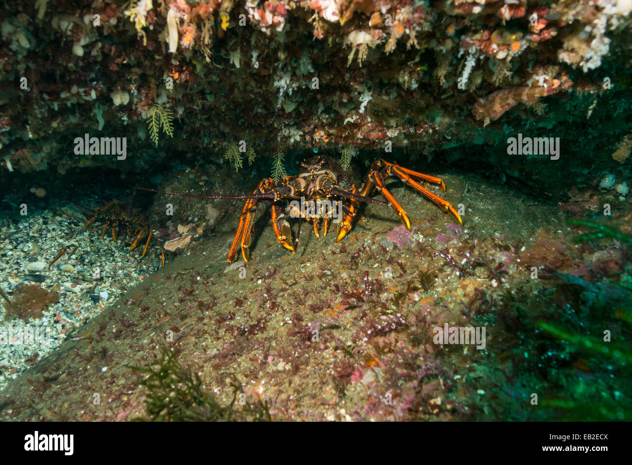 New zealand crayfish hi-res stock photography and images - Alamy