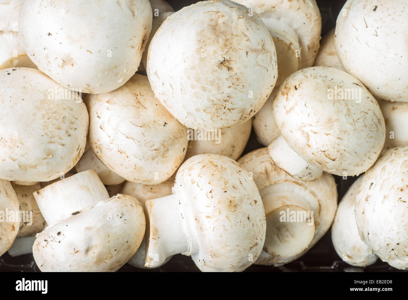 Fresh raw mushrooms background. Champignons close up image Stock Photo ...