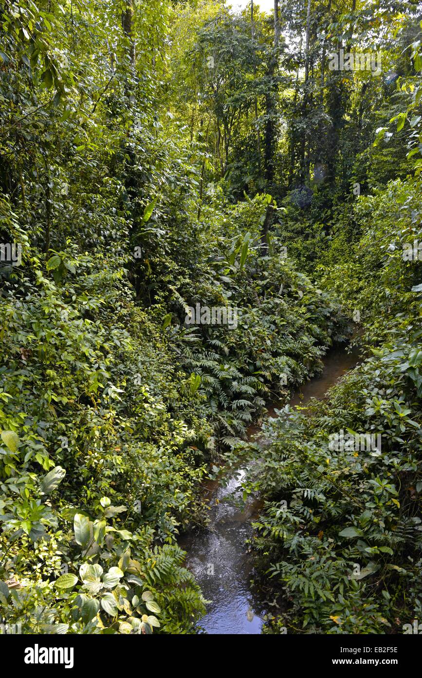 A small stream flows through the rain forest at Costa Rica's La Selva ...
