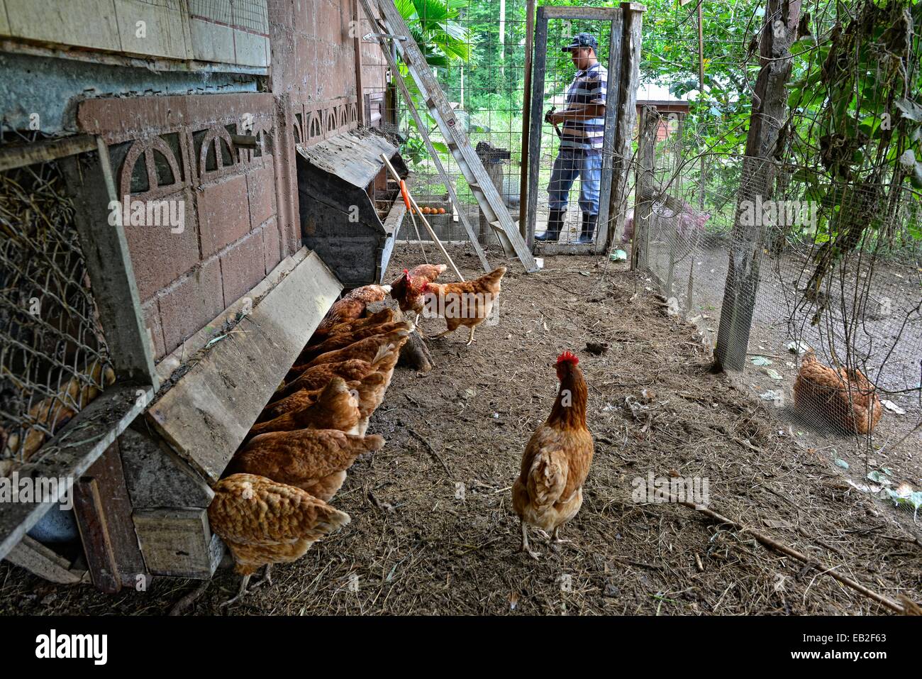 Chickens at a Costa Rican farm Stock Photo - Alamy