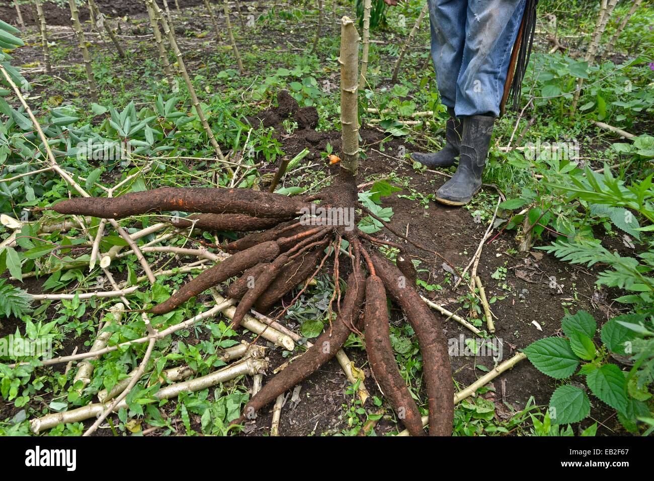Costa Rican farmer extracting cassava tubers from the ground Stock ...