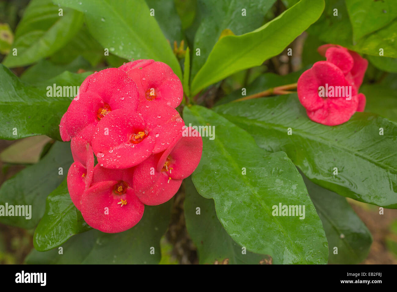 Christ thorn hi-res stock photography and images - Alamy
