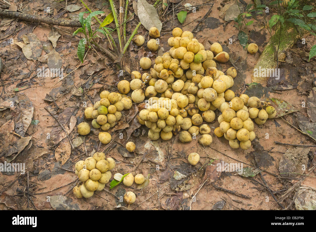 Longkong fruit hi-res stock photography and images - Alamy