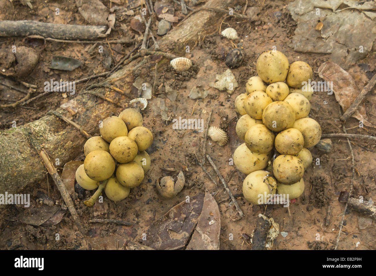 Longkong fruit hi-res stock photography and images - Alamy