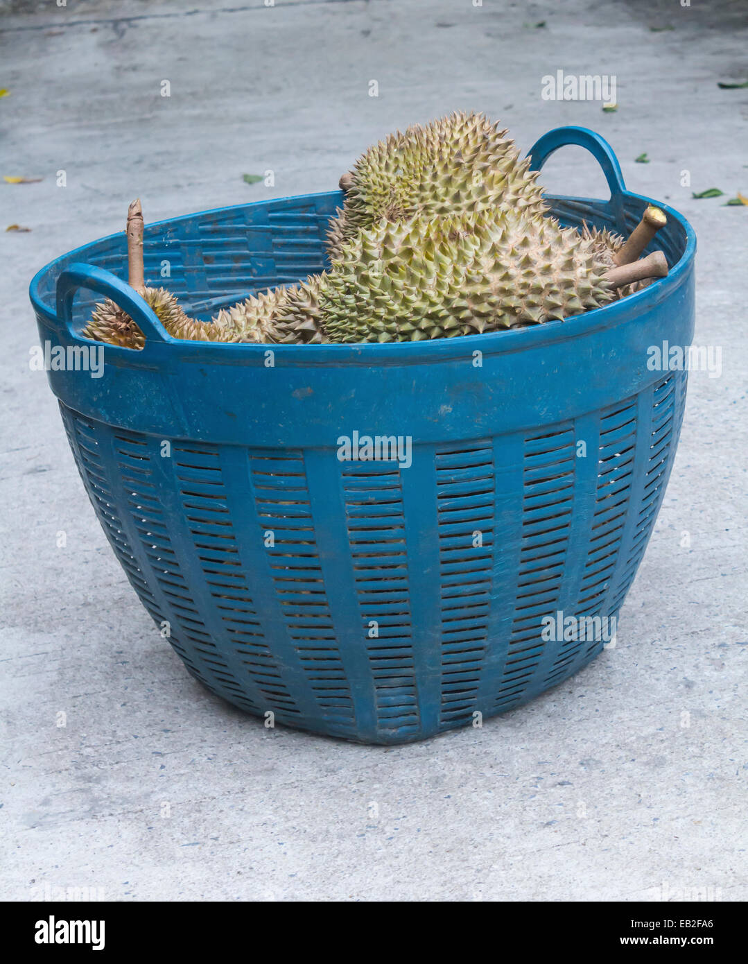Durian fruits in basket Stock Photo - Alamy