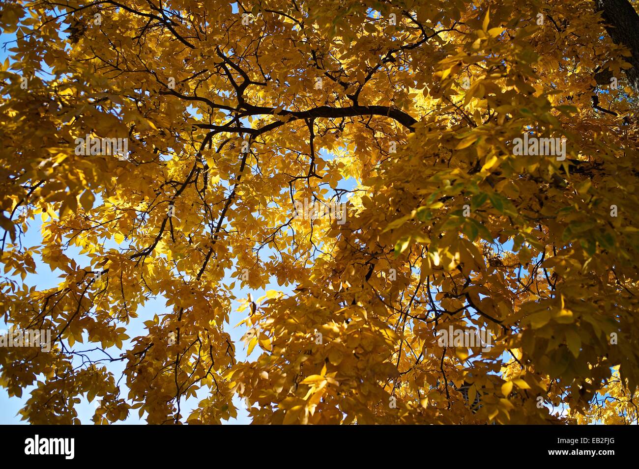 Autumn at Yale University Stock Photo - Alamy