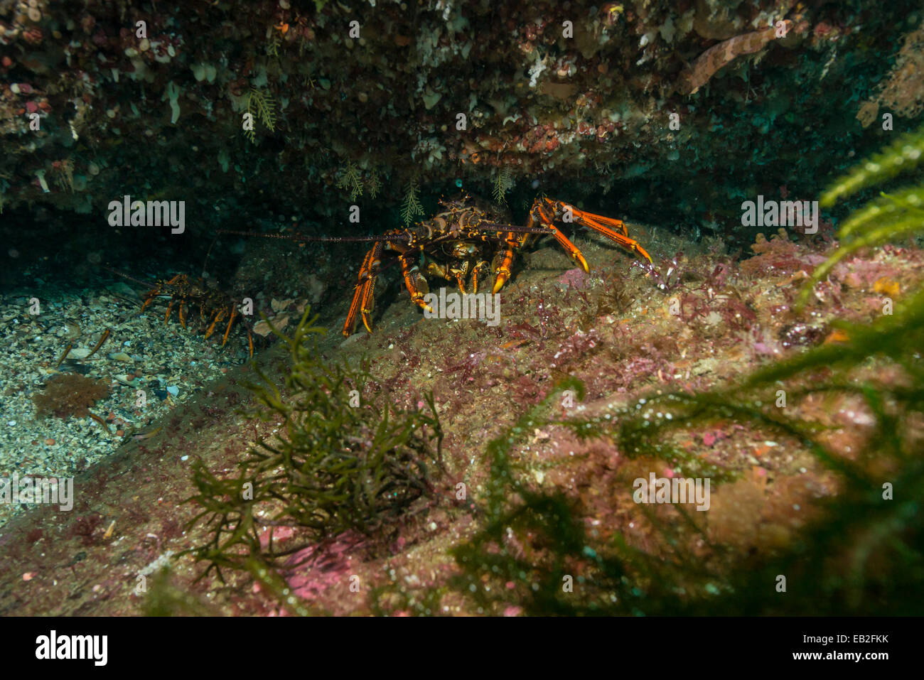 Crayfish in NZ fiordland Stock Photo - Alamy