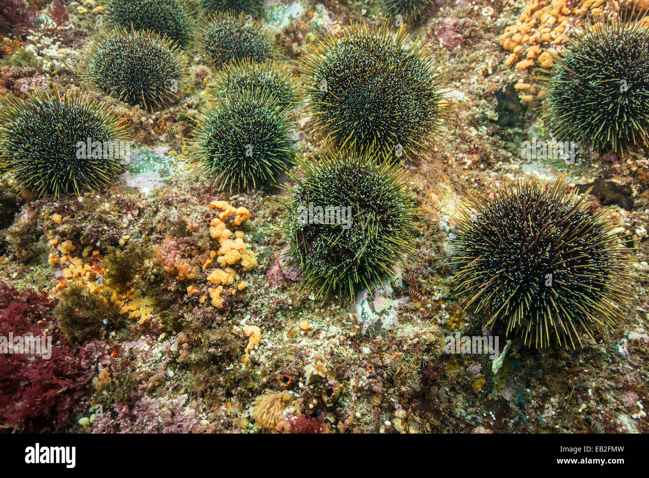 Painful sea hi-res stock photography and images - Alamy