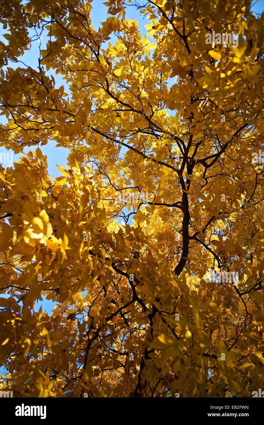 Usa connecticut new haven autumn hi-res stock photography and images ...