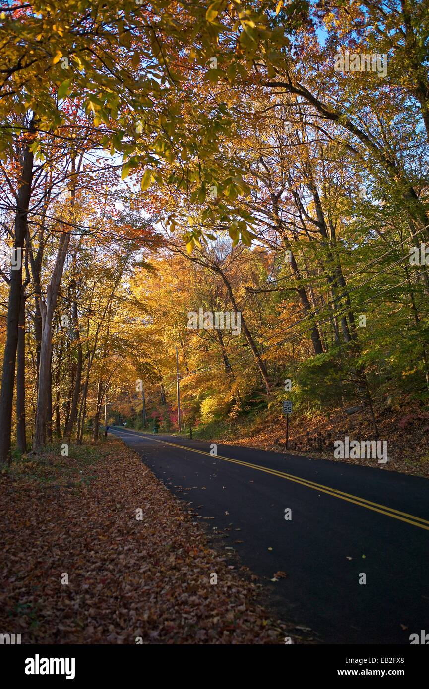 Trees with colorful fall foliage line a country road Stock Photo - Alamy