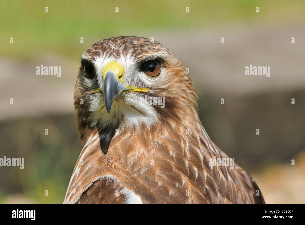 Red tailed hawk head hi-res stock photography and images - Alamy