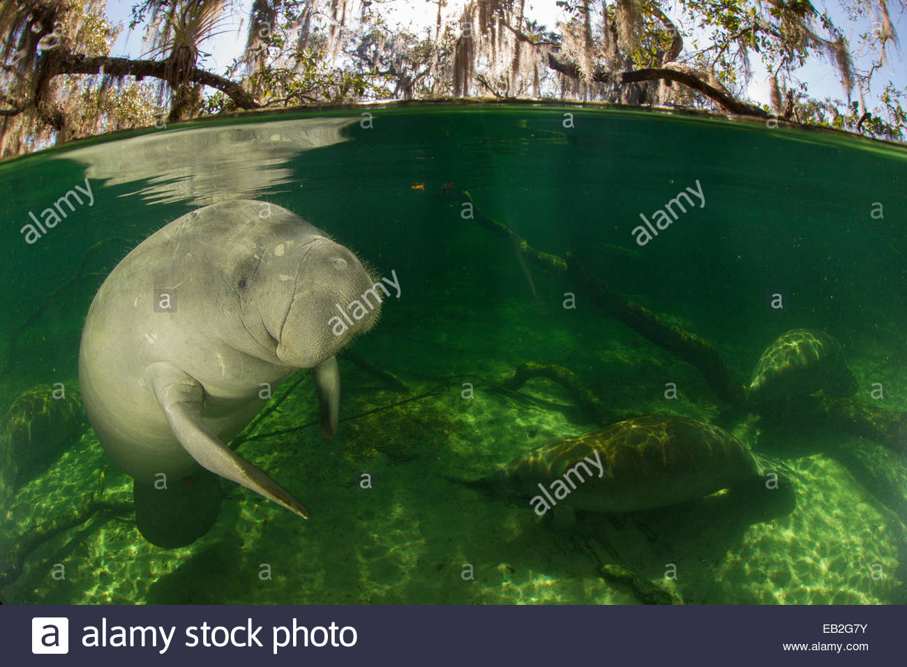 Blue Spring State Park Florida Stock Photos & Blue Spring State Park ...