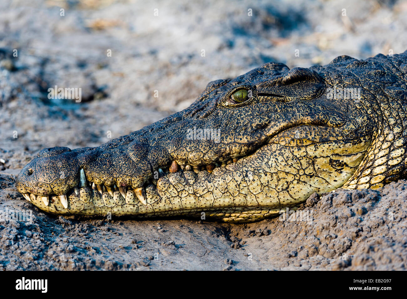 A Nile Crocodile sun basking on a muddy river bank Stock Photo - Alamy